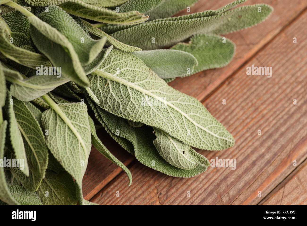 Fresh Sage Bundle Stock Photo - Alamy