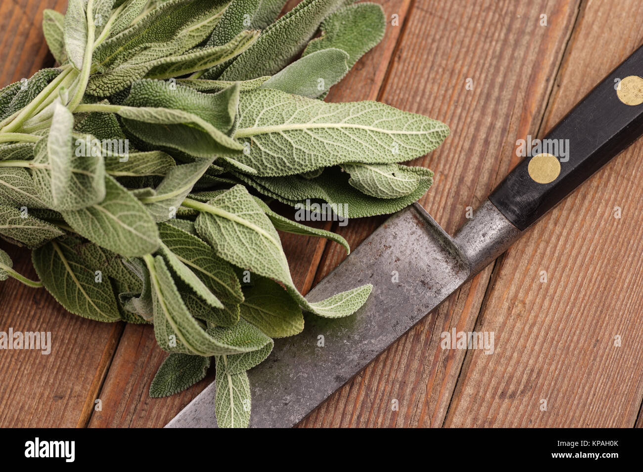 Fresh Sage Bundle Stock Photo - Alamy
