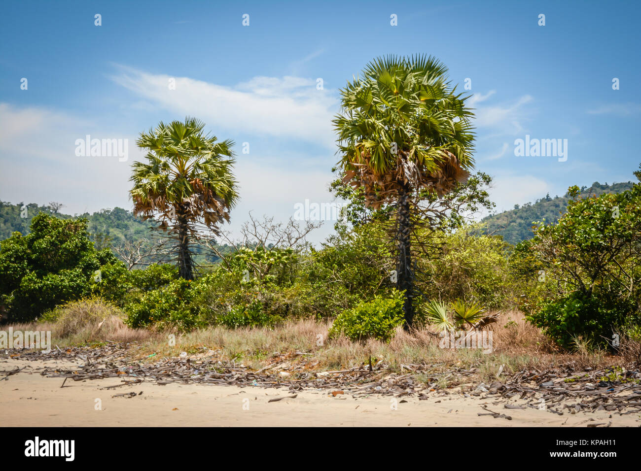 two palms on the beach, at the shore of Andaman sea, southern region of ...