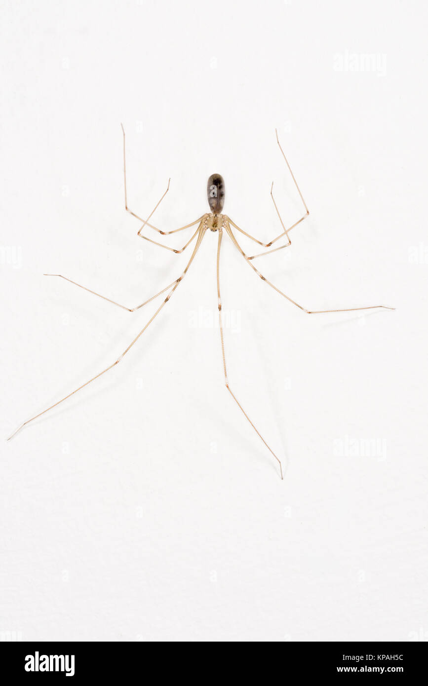 Long-legged Cellar or Skull Spider (Pholcus phalangioides) hanging on ...