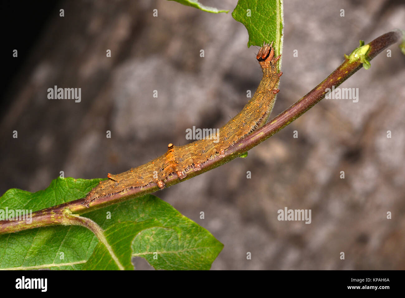 Rosy Underwing Moth (Catocala electa) full grown final instar ...