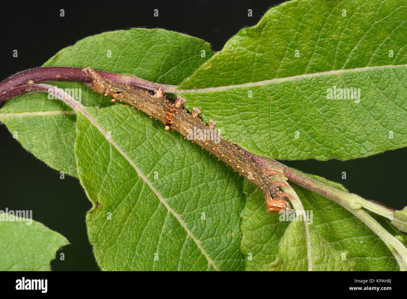 Rosy Underwing Moth (Catocala electa) full grown final instar ...