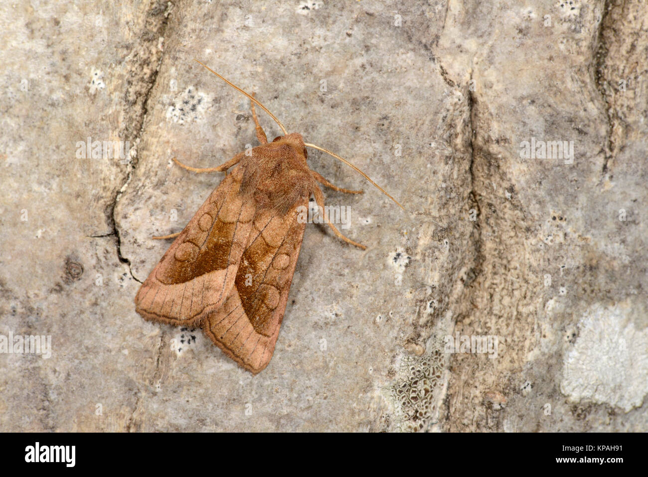 Rosy Rustic Moth (Hydraecia micaea) adult at rest on tree trunk ...
