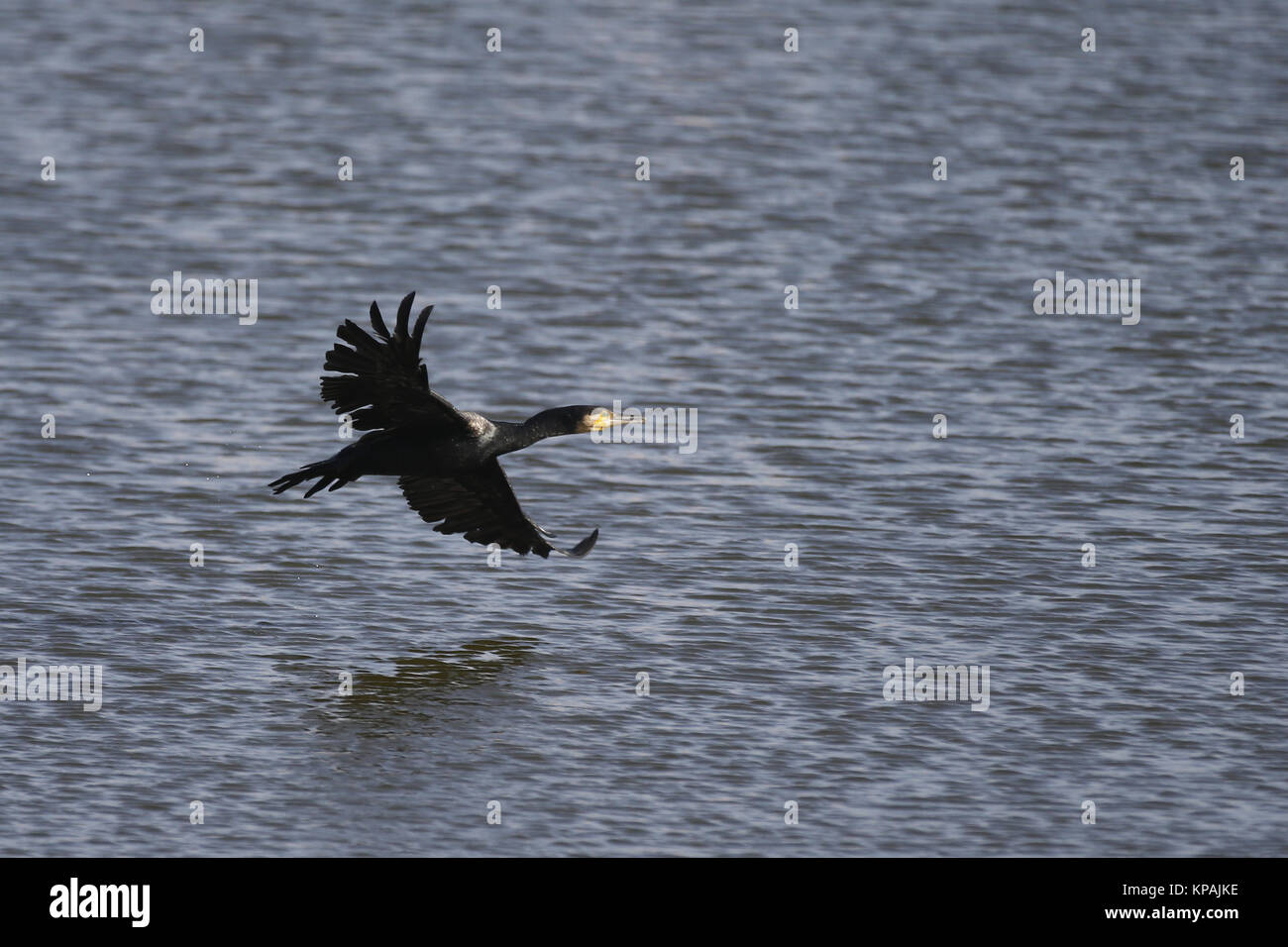 Taudha hi-res stock photography and images - Alamy