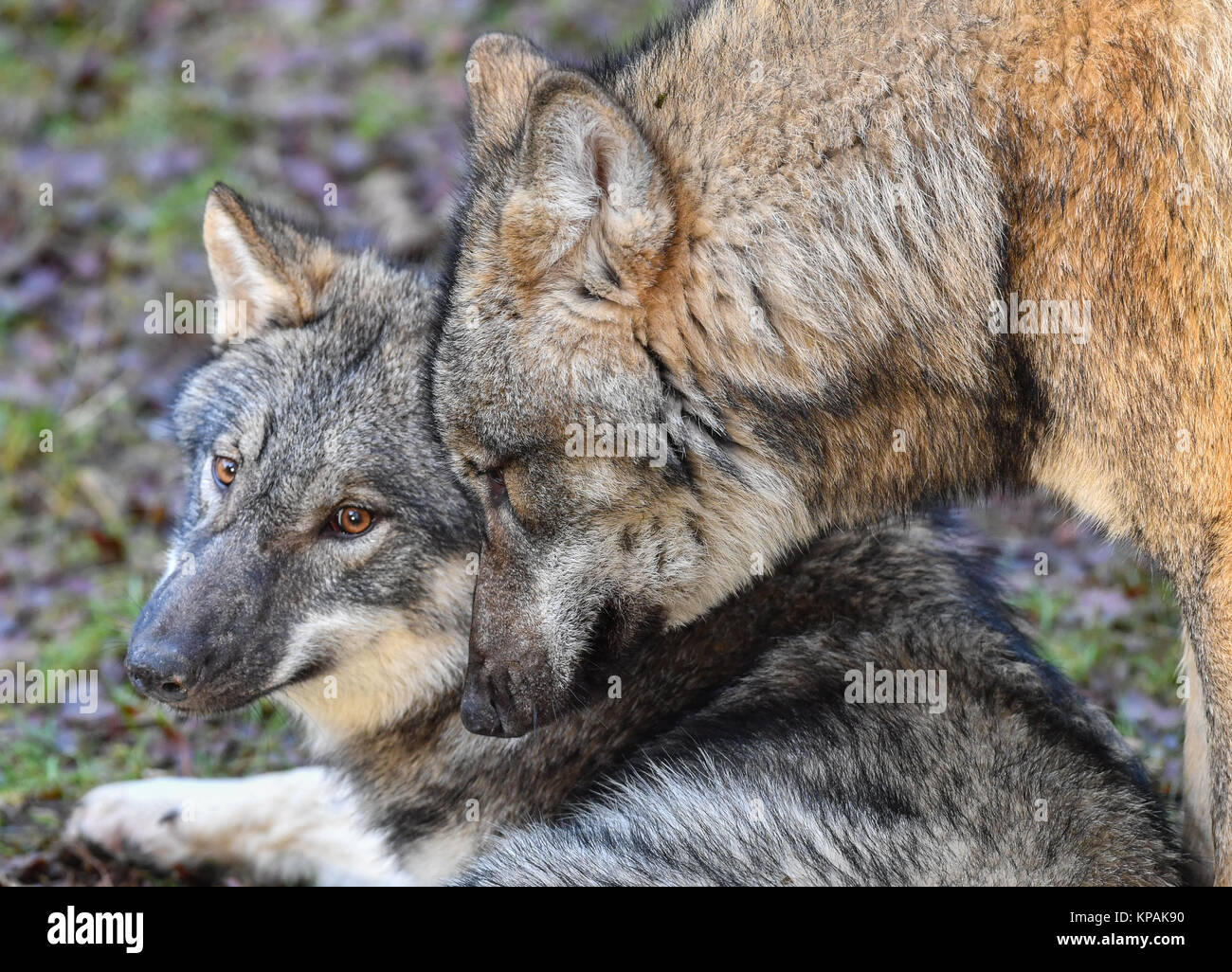 Two young wolves play inside their cage at the wild park Schorfheide in ...