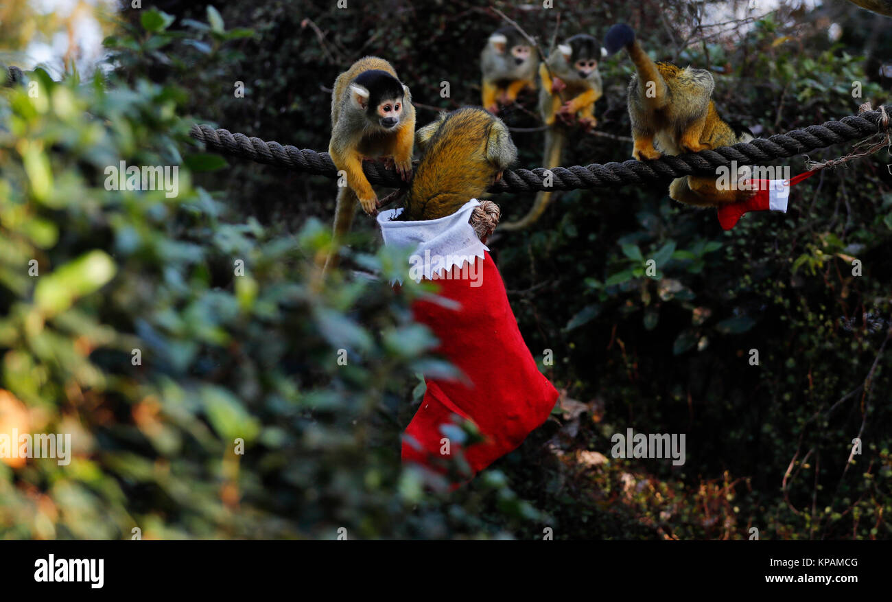 London, UK. 14th Dec, 2017. Squirrel monkeys look for their presents ...