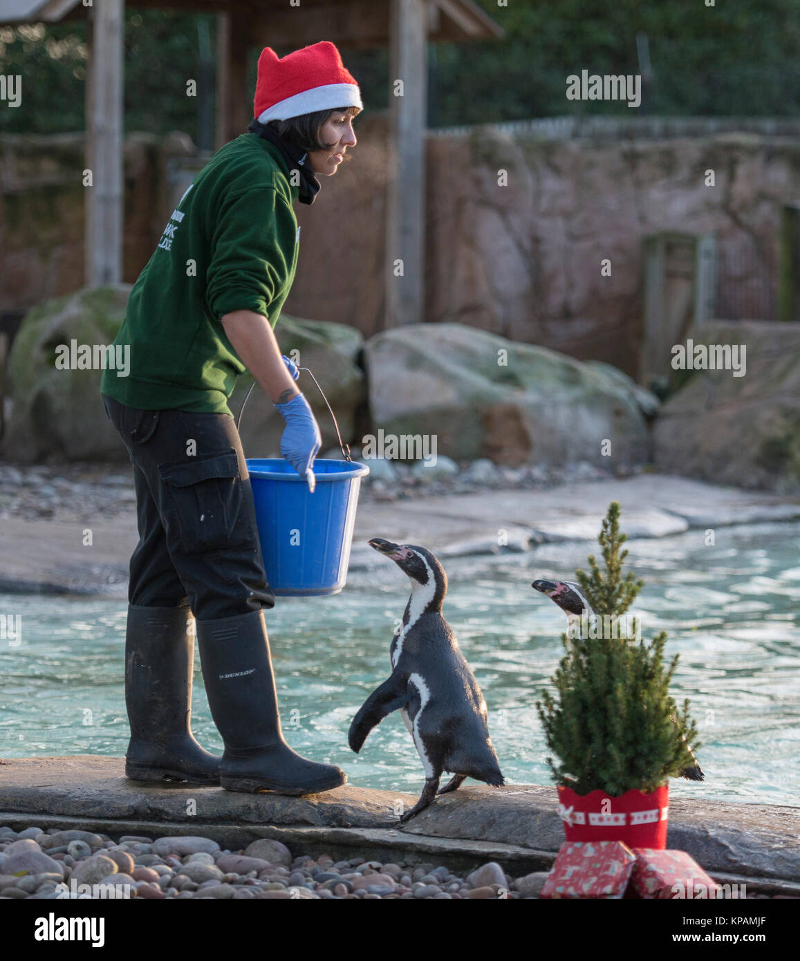 ZSL London Zoo, UK. 14 December 2017. The Zoo’s Humboldt penguin colony ...
