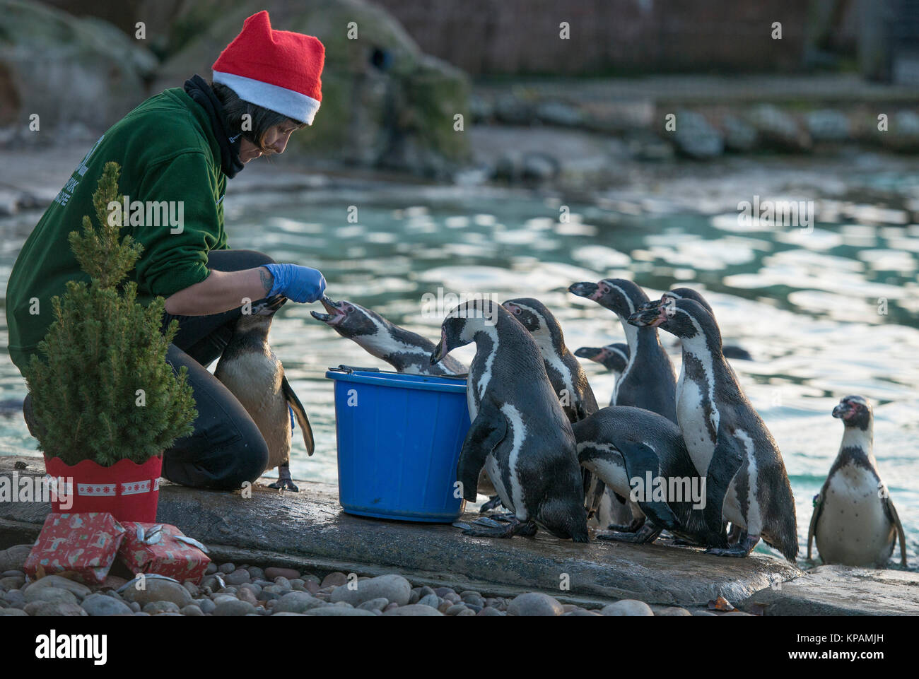 ZSL London Zoo, UK. 14 December 2017. The Zoo’s Humboldt penguin colony ...