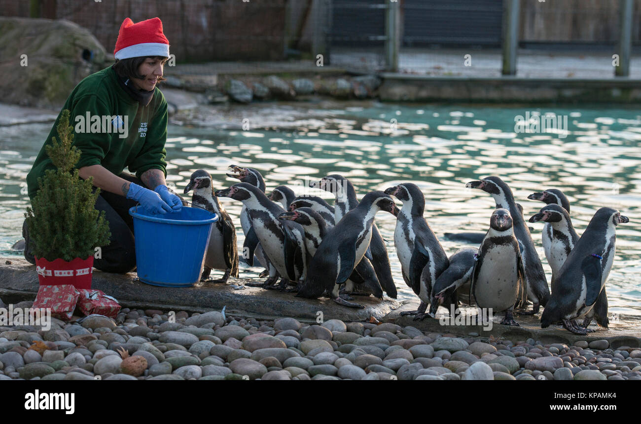 ZSL London Zoo, UK. 14 December 2017. The Zoo’s Humboldt penguin colony ...