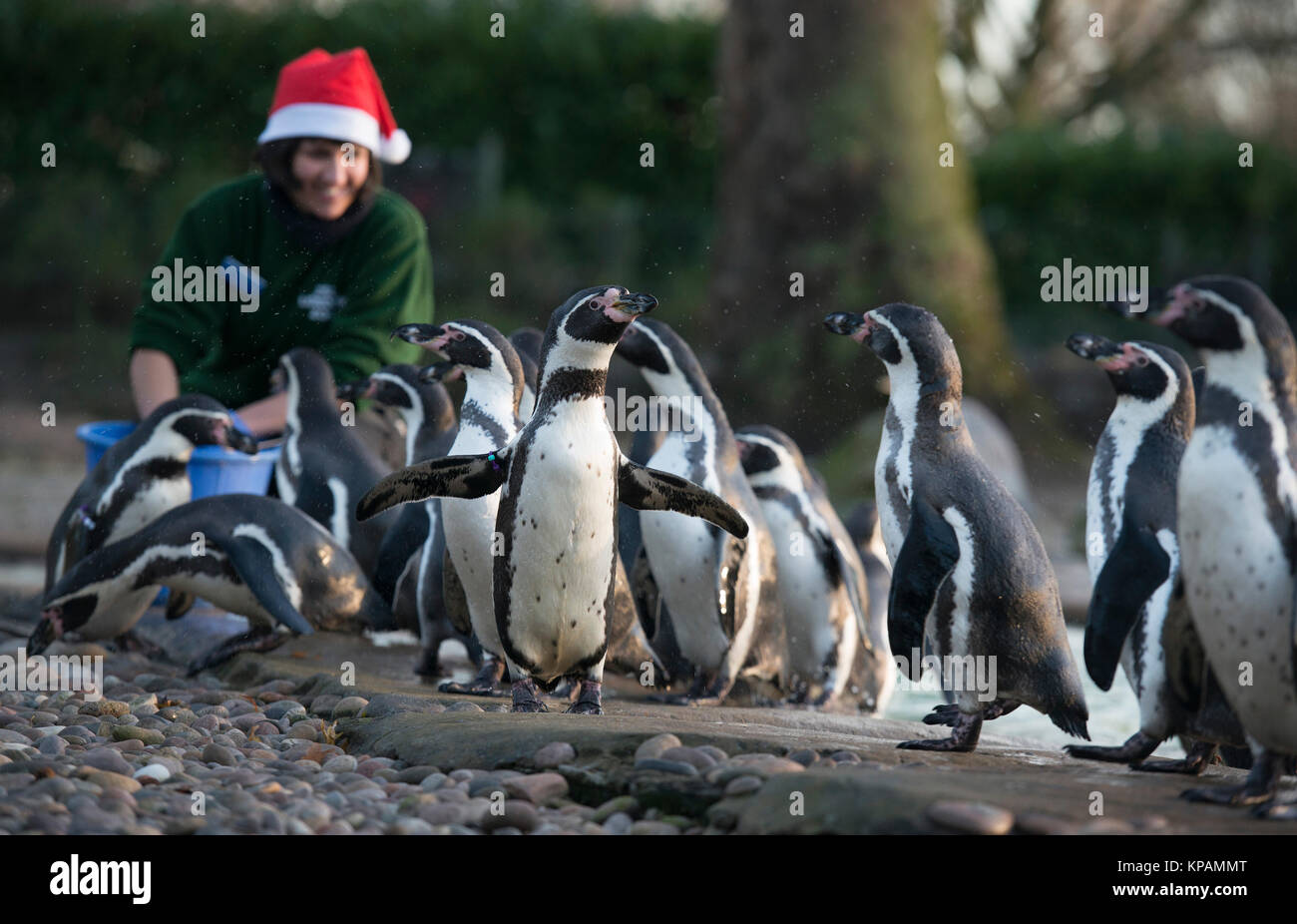 ZSL London Zoo, UK. 14 December 2017. The Zoo’s Humboldt penguin colony ...