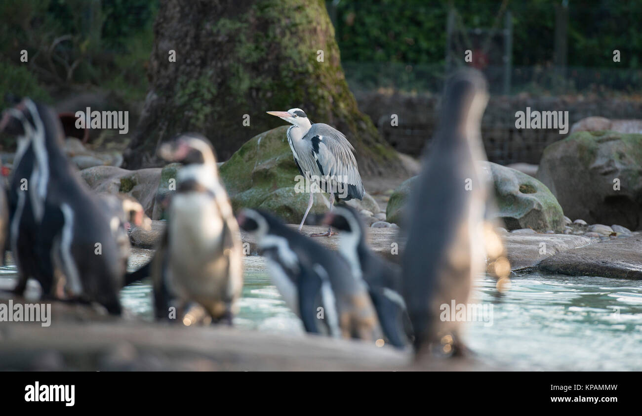 ZSL London Zoo, UK. 14 December 2017. The Zoo’s Humboldt penguin colony ...