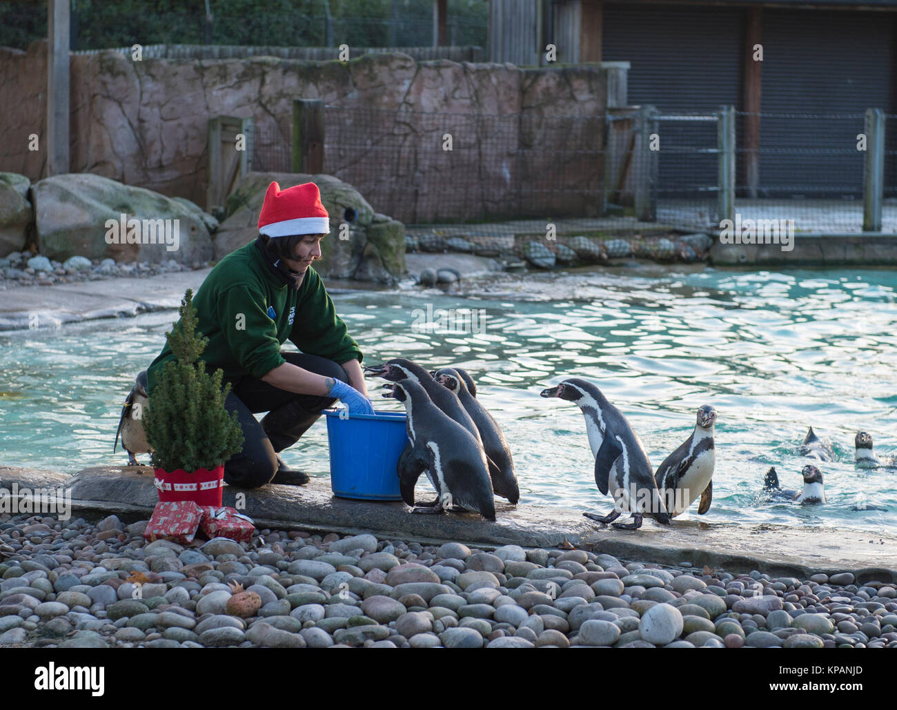 ZSL London Zoo, UK. 14 December 2017. The Zoo’s Humboldt penguin colony ...