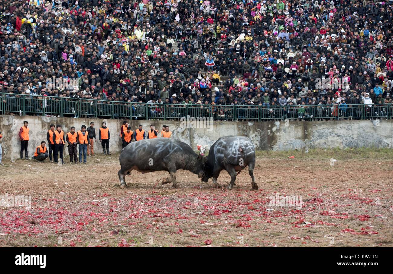 Guizhou, Guizhou, China. 14th Dec, 2017. Thirty-two bulls attend the ...