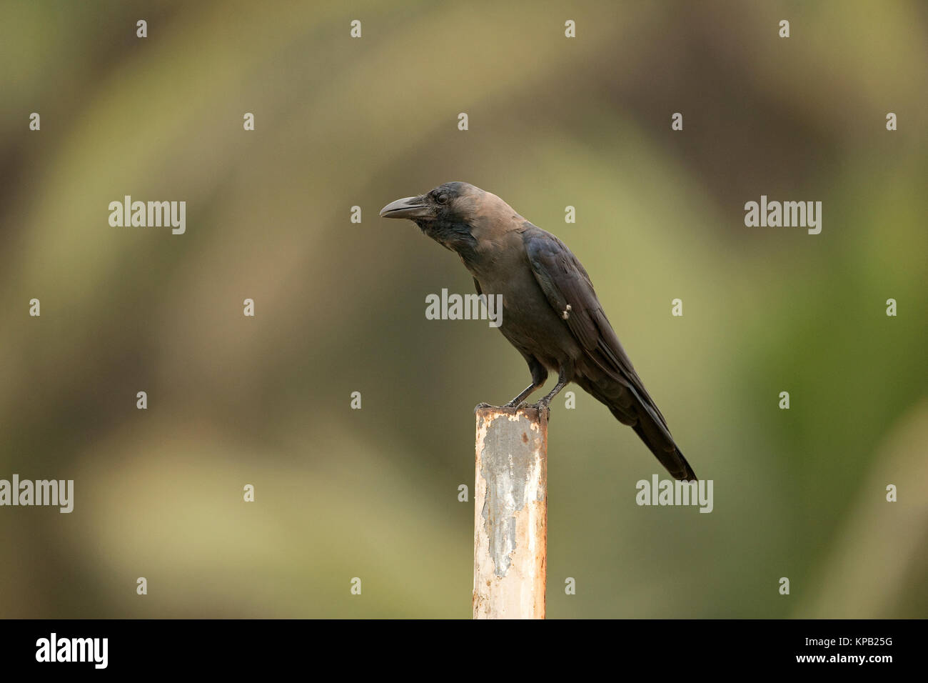 Corvus splendens hi-res stock photography and images - Alamy