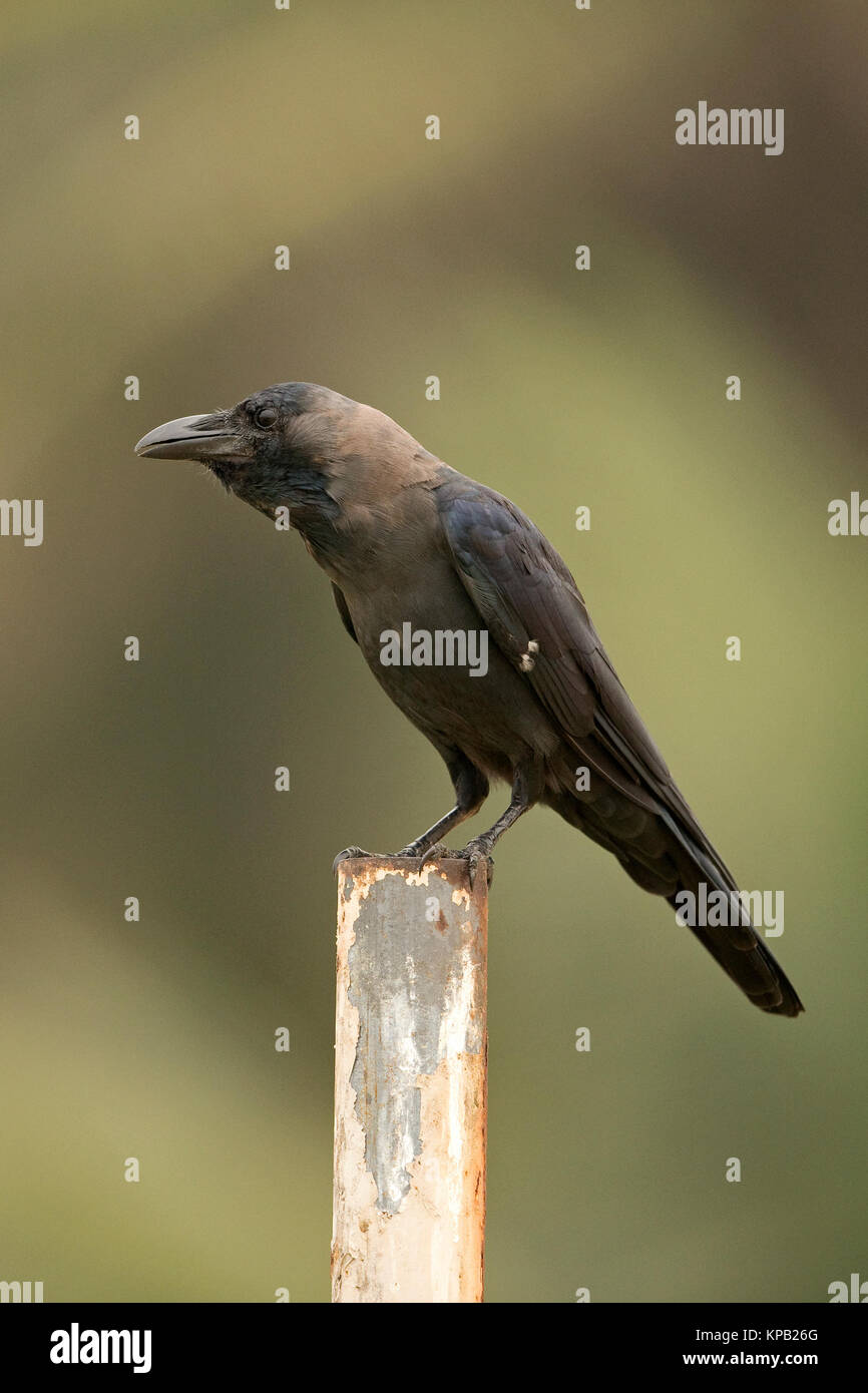 House Crow (Corvus splendens Stock Photo - Alamy
