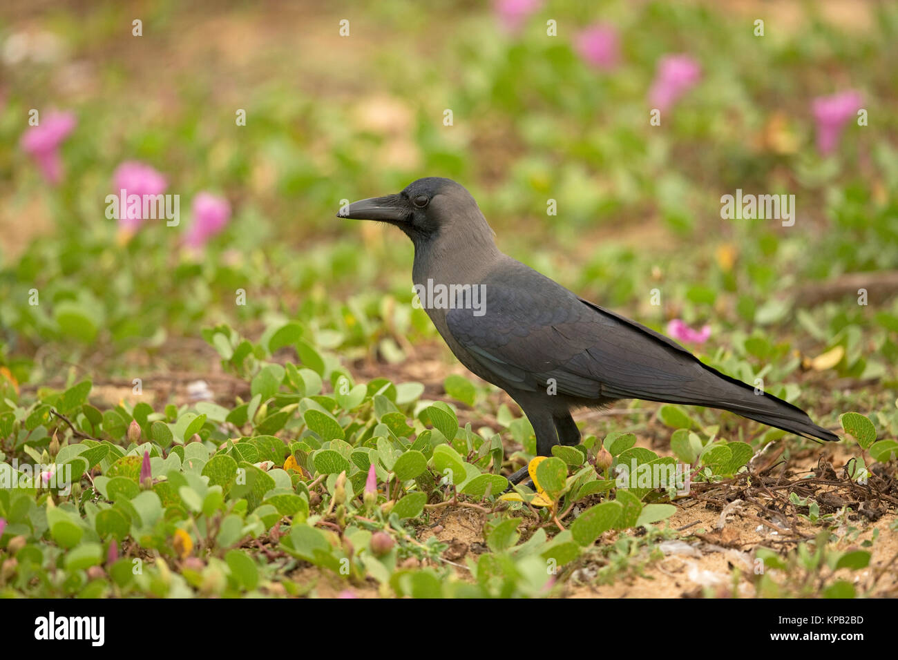 House Crow (Corvus splendens Stock Photo - Alamy