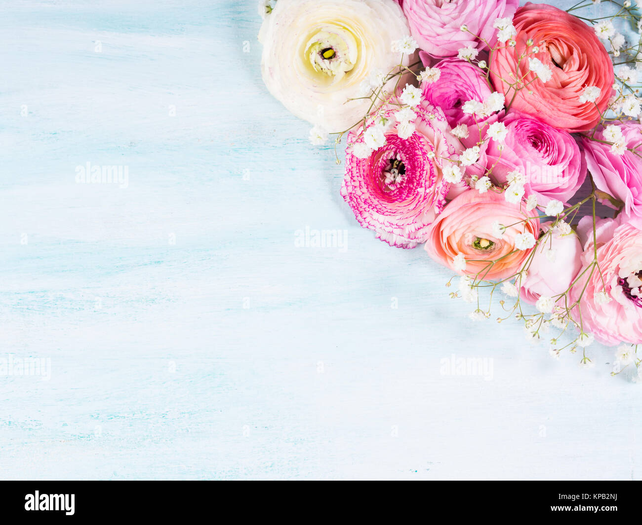 Beautiful pink buttercup frame on turquoise wooden background. Woman ...