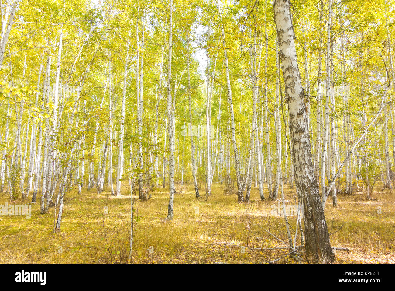 autumn birch forest Stock Photo - Alamy