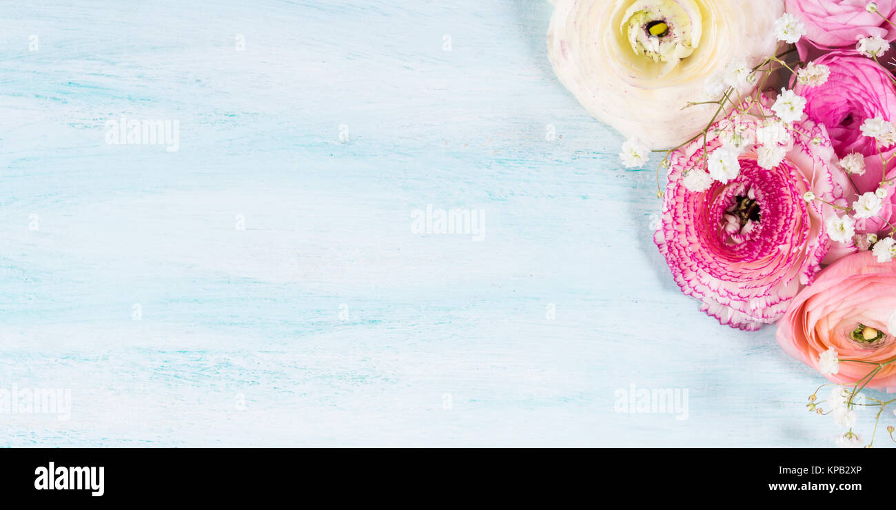 Beautiful pink buttercup frame on turquoise wooden background. Woman ...