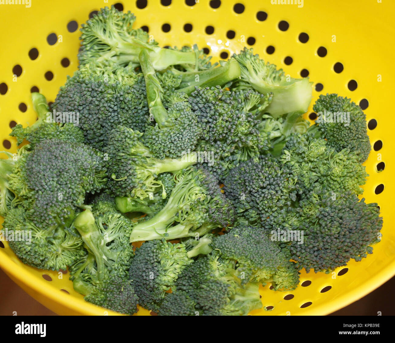 Fresh organic raw broccoli cut up and in colander ready for rinsing ...
