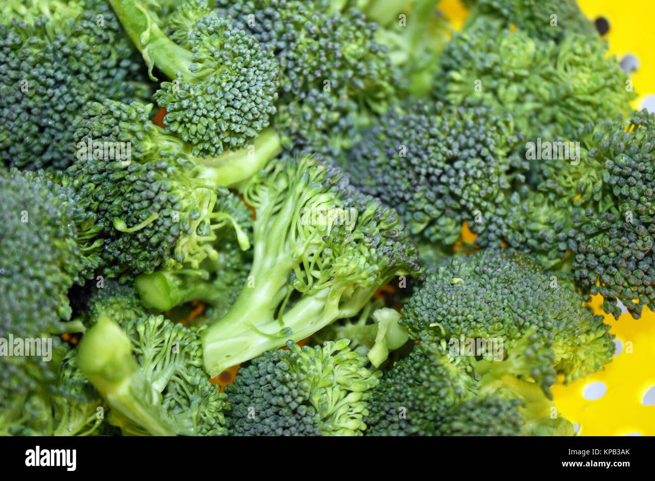 Fresh organic raw broccoli cut up and in colander ready for rinsing ...