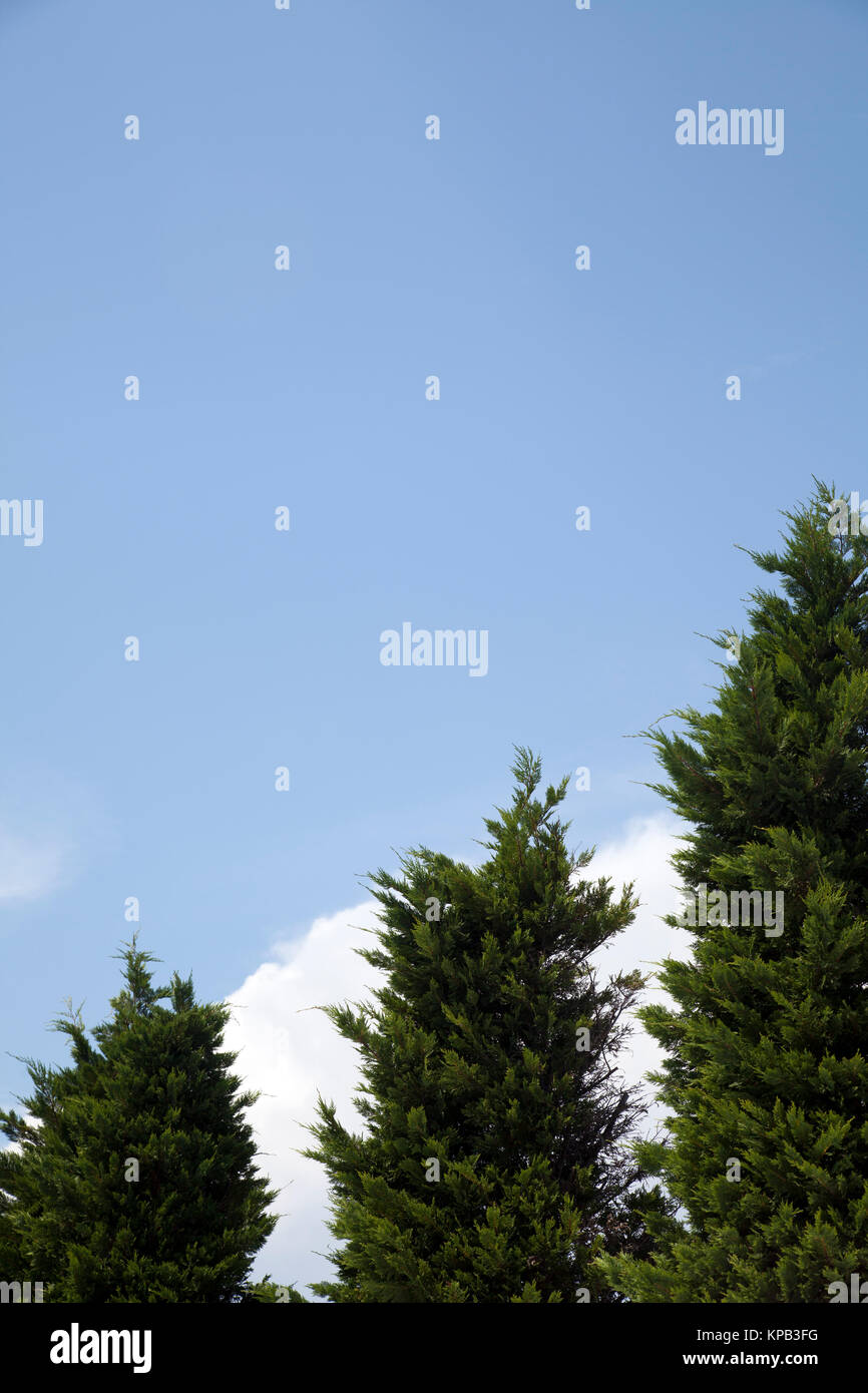 Thuja Trees Boundary Stock Photo - Alamy