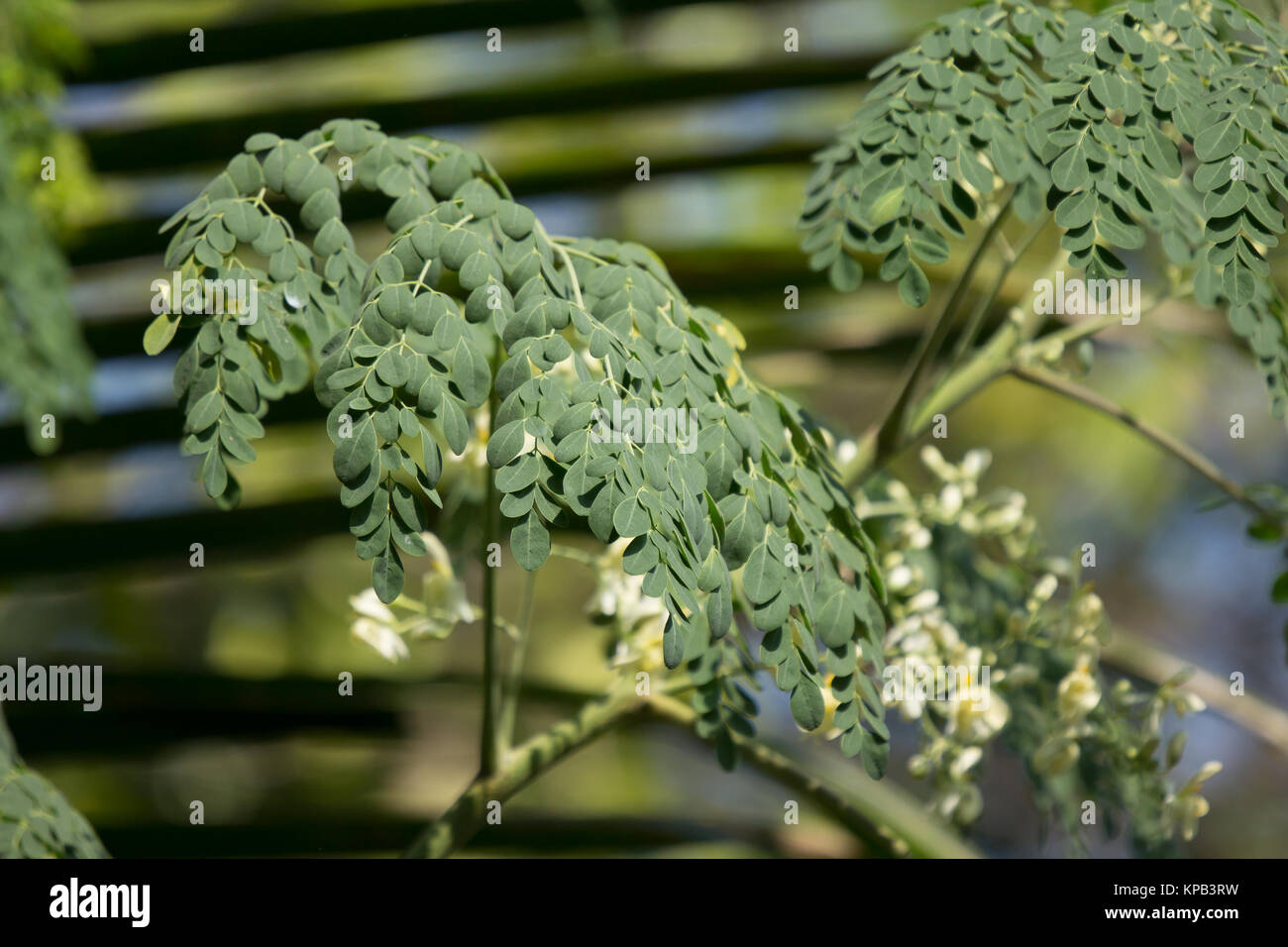 Close up leaf of Horse radish tree Stock Photo - Alamy