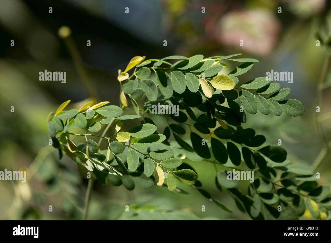 Close up leaf of Horse radish tree Stock Photo - Alamy