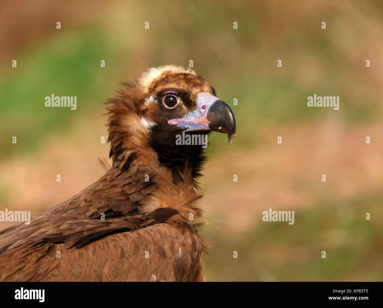 The majestic wild black vulture in its habitat Stock Photo - Alamy