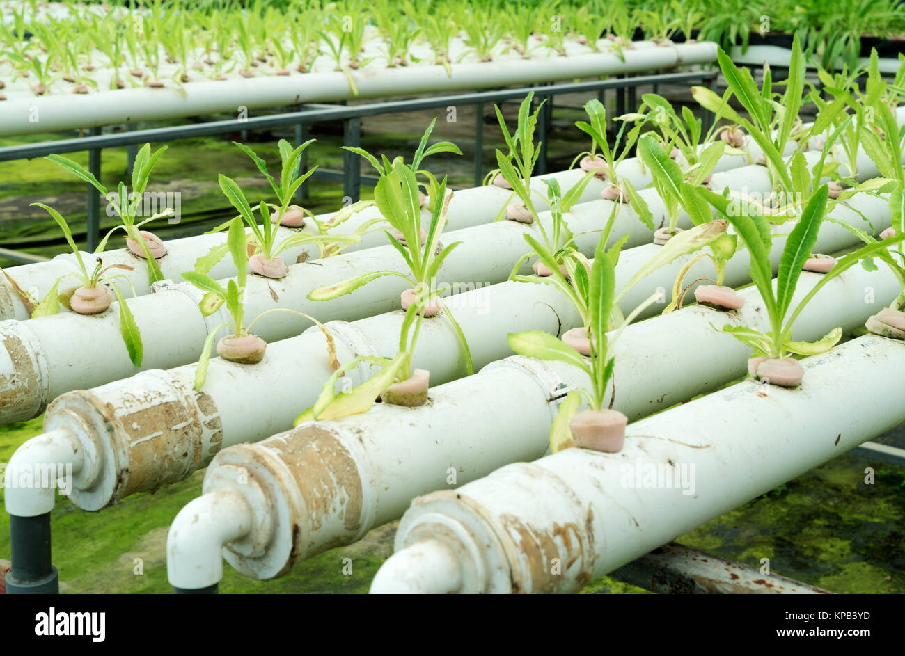 Soilless farming hi-res stock photography and images - Alamy