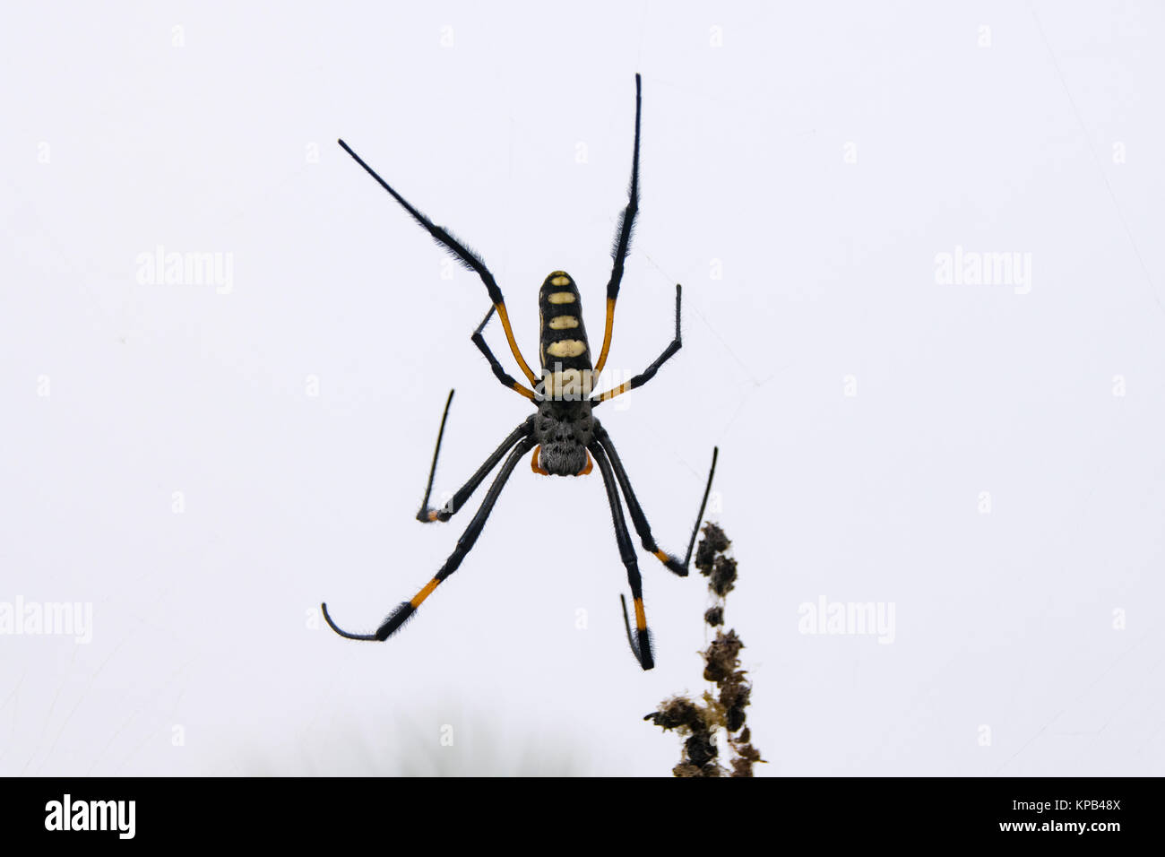 Golden Orb Silk Weaver Spider, Boa Vista Cape Verde Stock Photo - Alamy