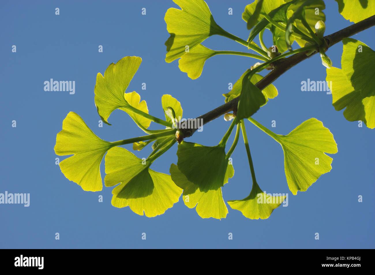 Ginkgo tree hi-res stock photography and images - Alamy