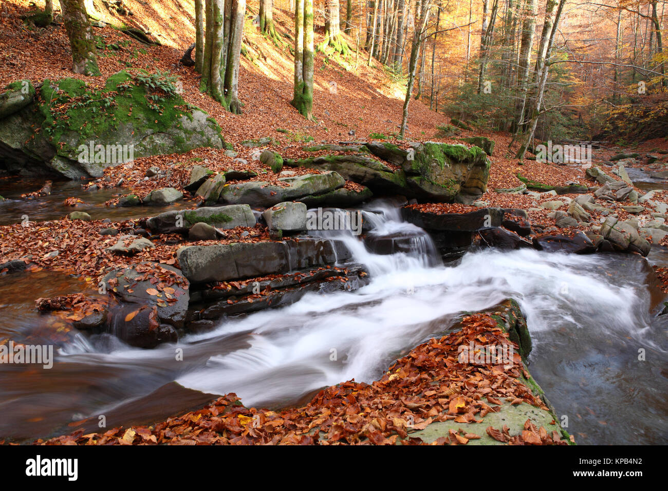 Magnificent view of the waterfall in the Autumn Beech Forest Stock ...