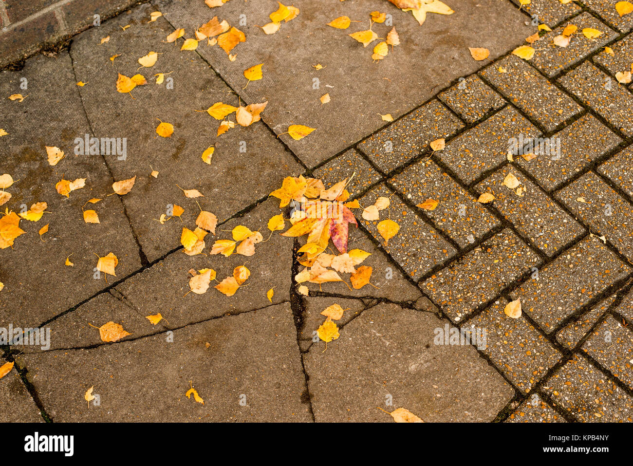 Golden Autumn Leaves Lying on a Pavement in a Random Pattern Stock ...