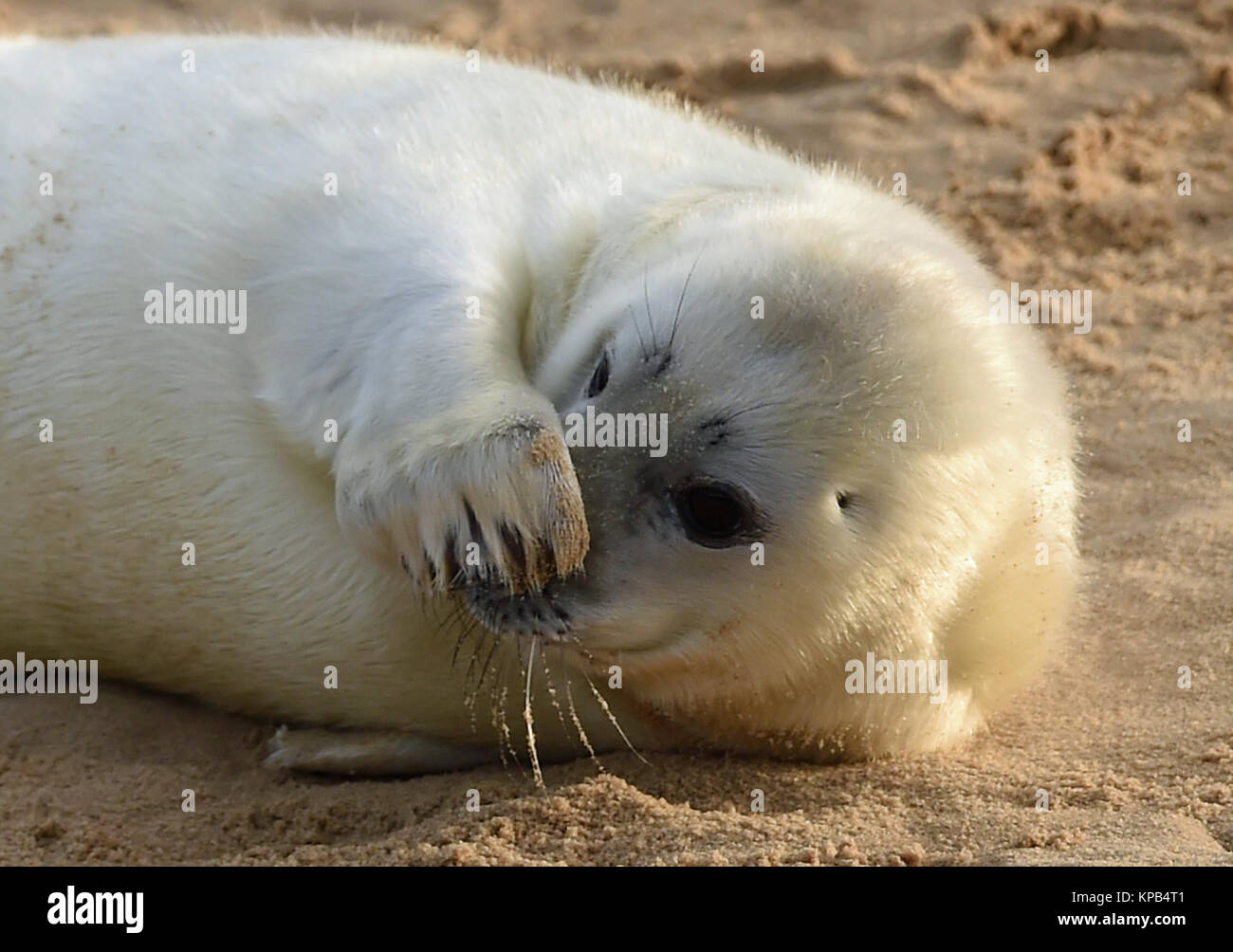 A grey seal pup on the beach at Horsey Gap, near Great Yarmouth, in ...