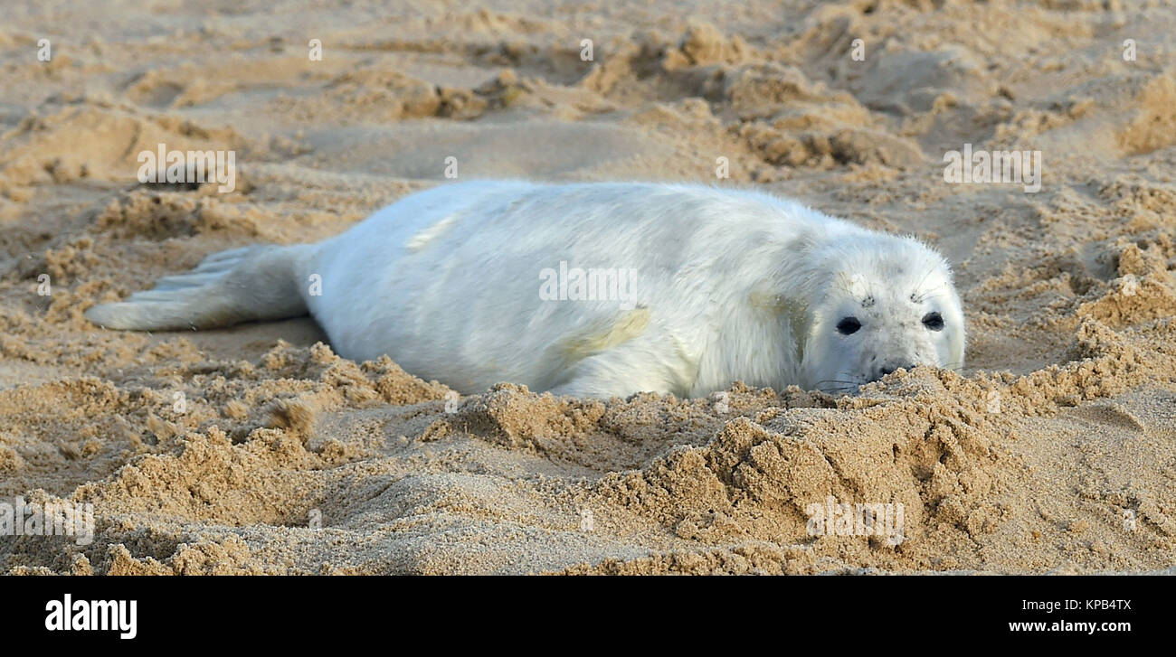 A grey seal pup on the beach at Horsey Gap, near Great Yarmouth, in ...
