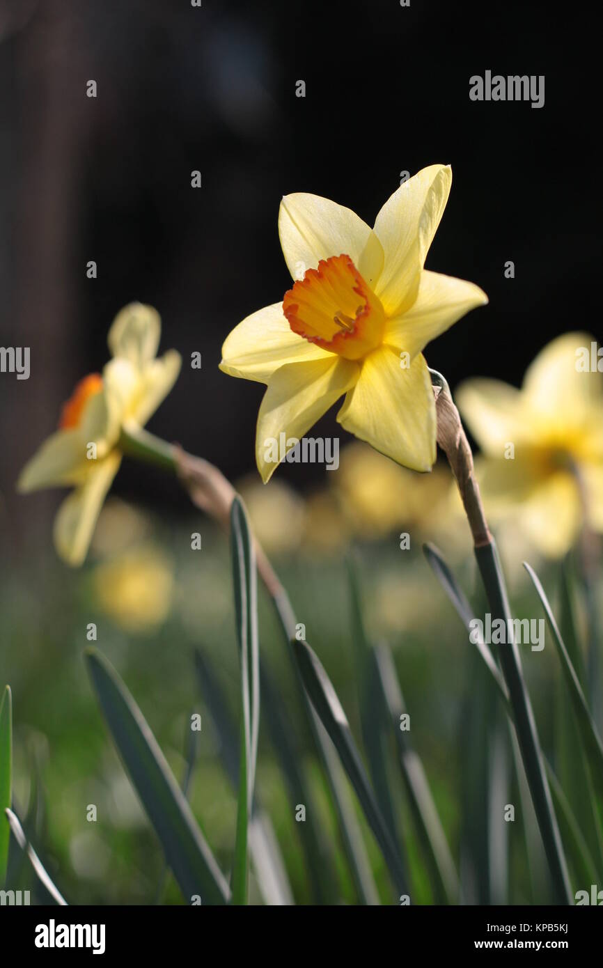 Two Yellow white Daffodils with beautiful natural light Stock Photo - Alamy