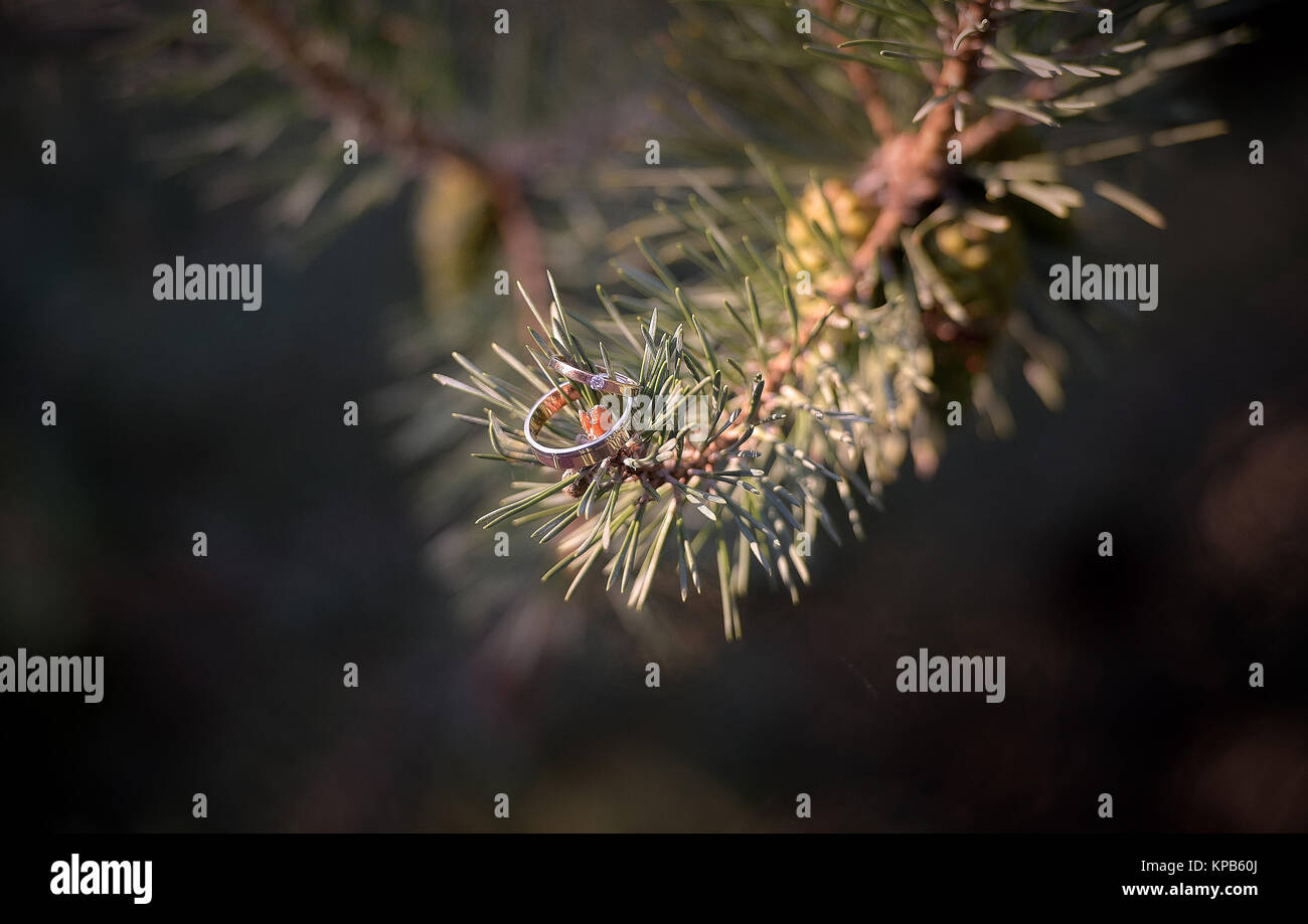 Closeup image two beautiful golden rings hanging on fir tree Stock ...