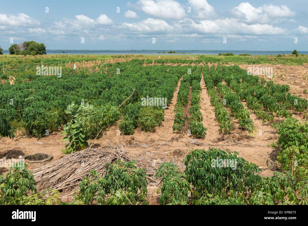 Maniok (Maniok esculenta) plants or Cassava on a sandy field, Volta ...