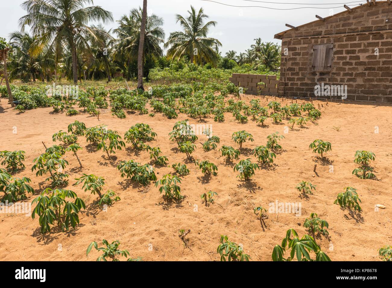 Maniok (Maniok esculenta) plants or Cassava on a sandy field, Volta ...