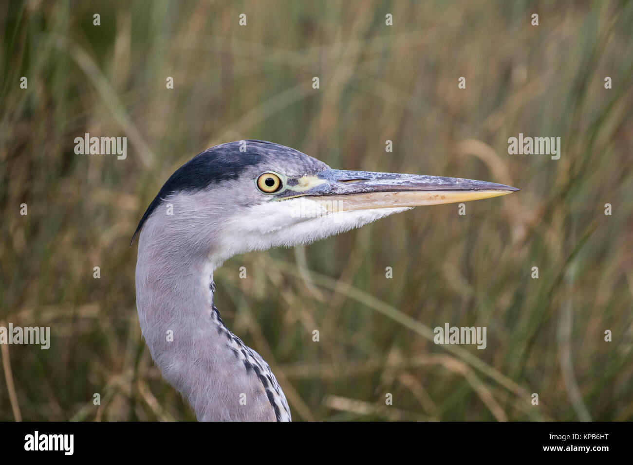 Grey geron hi-res stock photography and images - Alamy