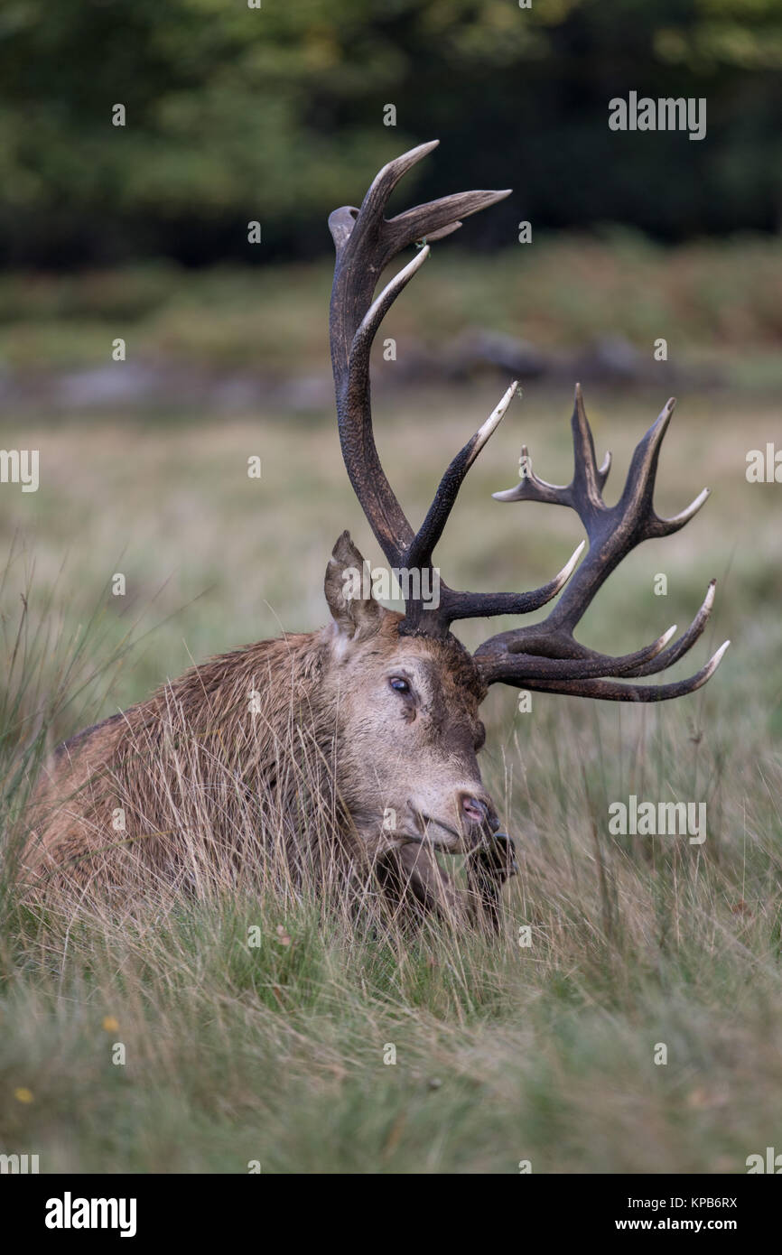 Red Deer Stag Scratching Stock Photo - Alamy