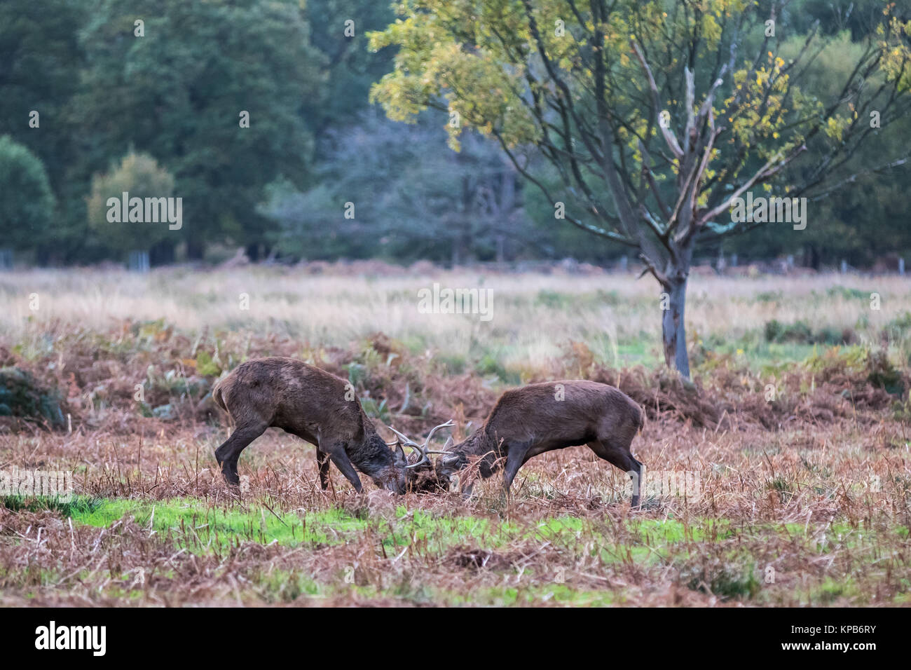 Red Deer Stag Fighting in there Rut Stock Photo - Alamy