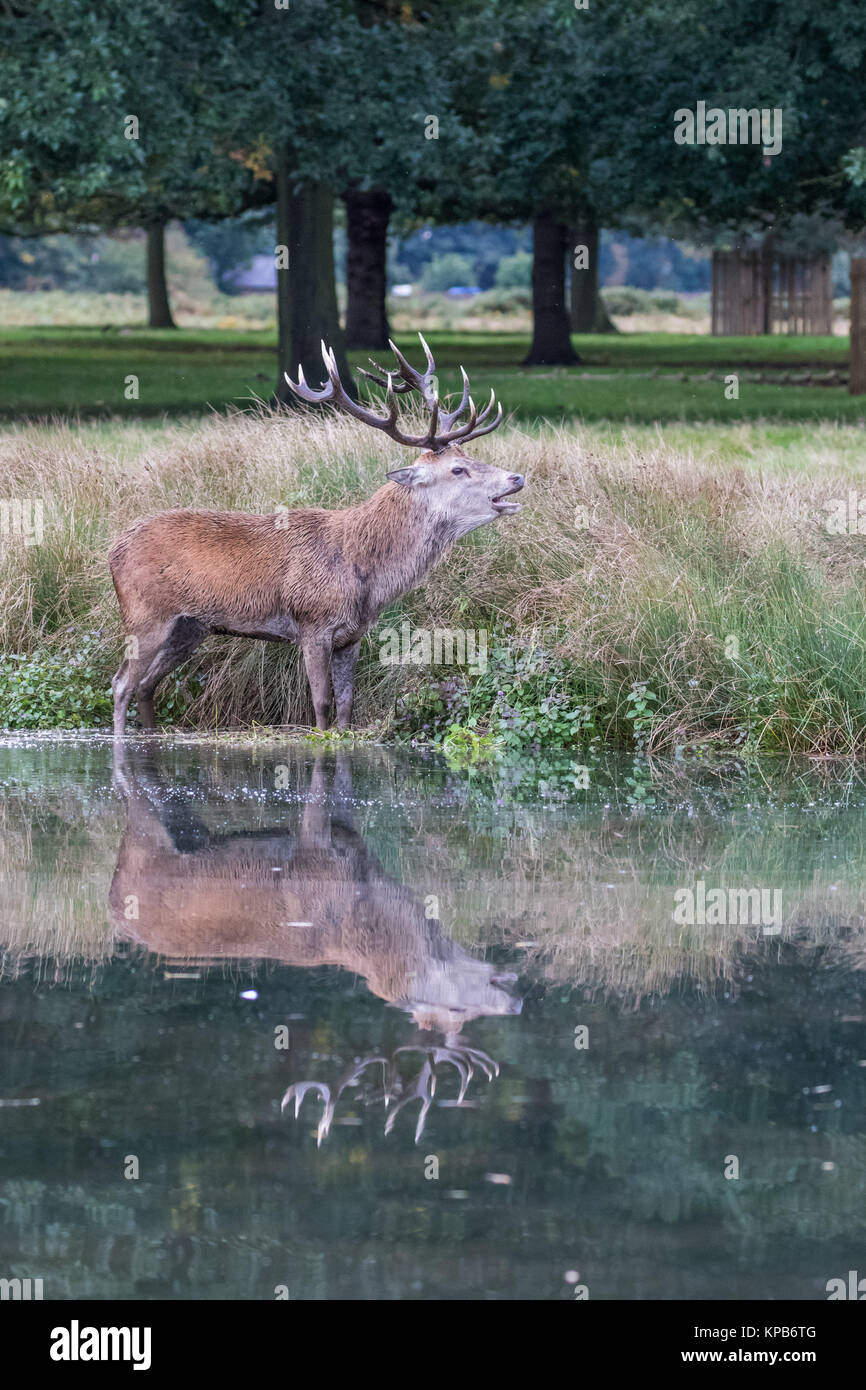 Red Deer Stag in Water with a Reflection Stock Photo - Alamy