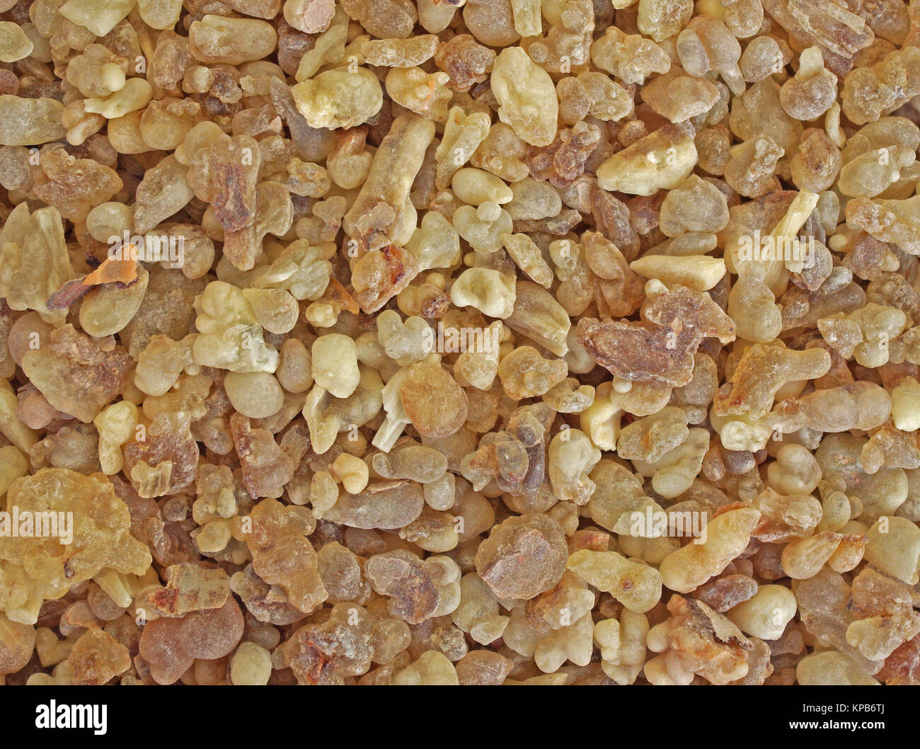 Oman frankincense tree hi-res stock photography and images - Alamy