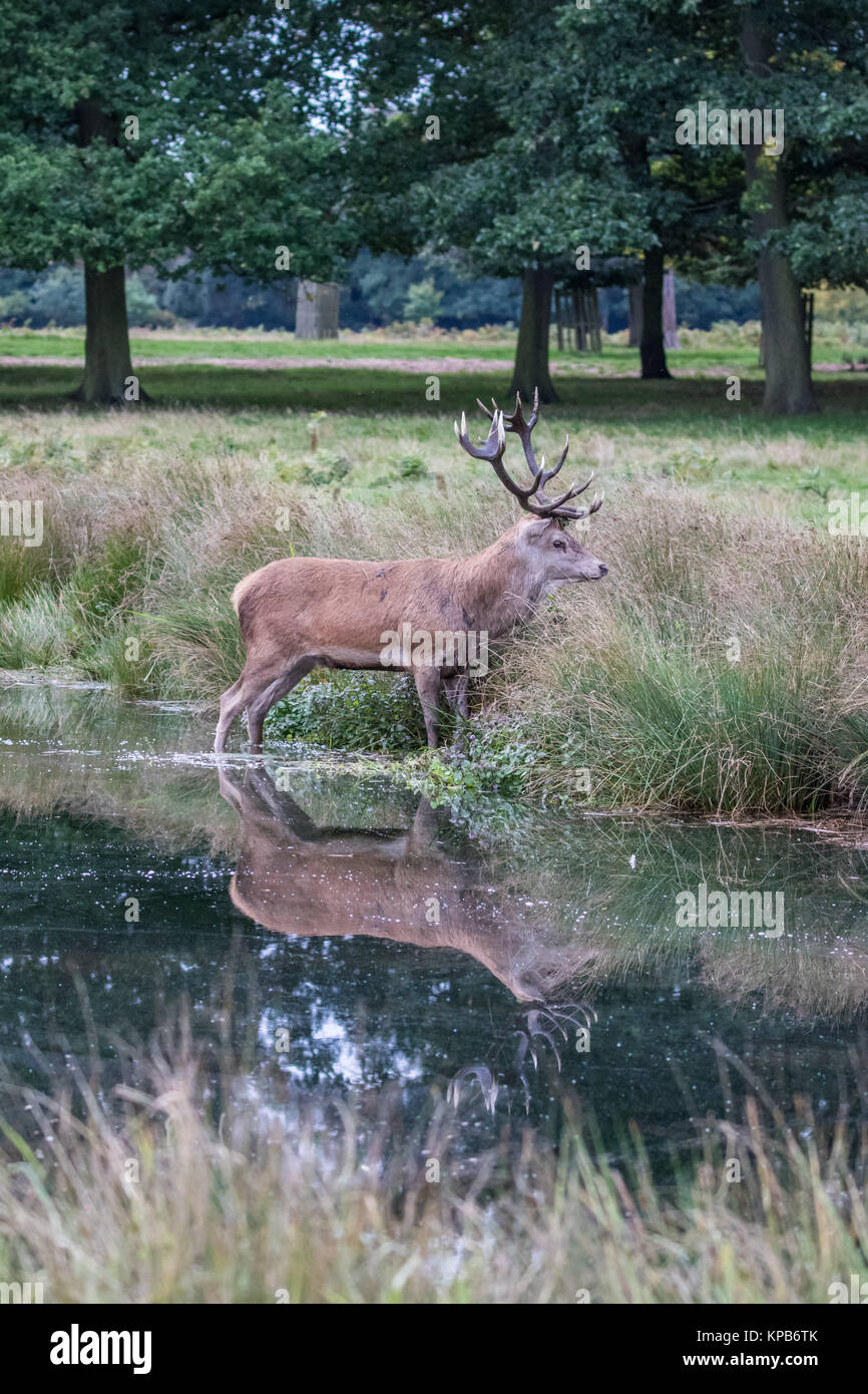 Red Deer Stag in Water with a Reflection Stock Photo - Alamy