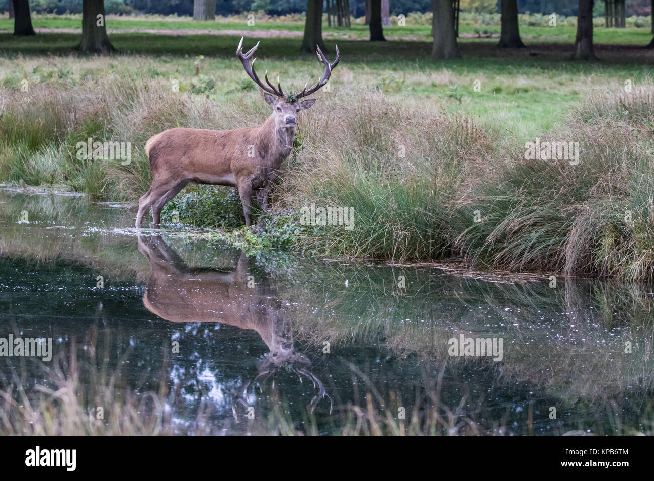 Red Deer Stag in Water with a Reflection Stock Photo - Alamy