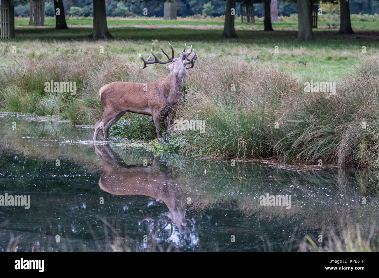 Red deer stag with reflection in water hi-res stock photography and ...