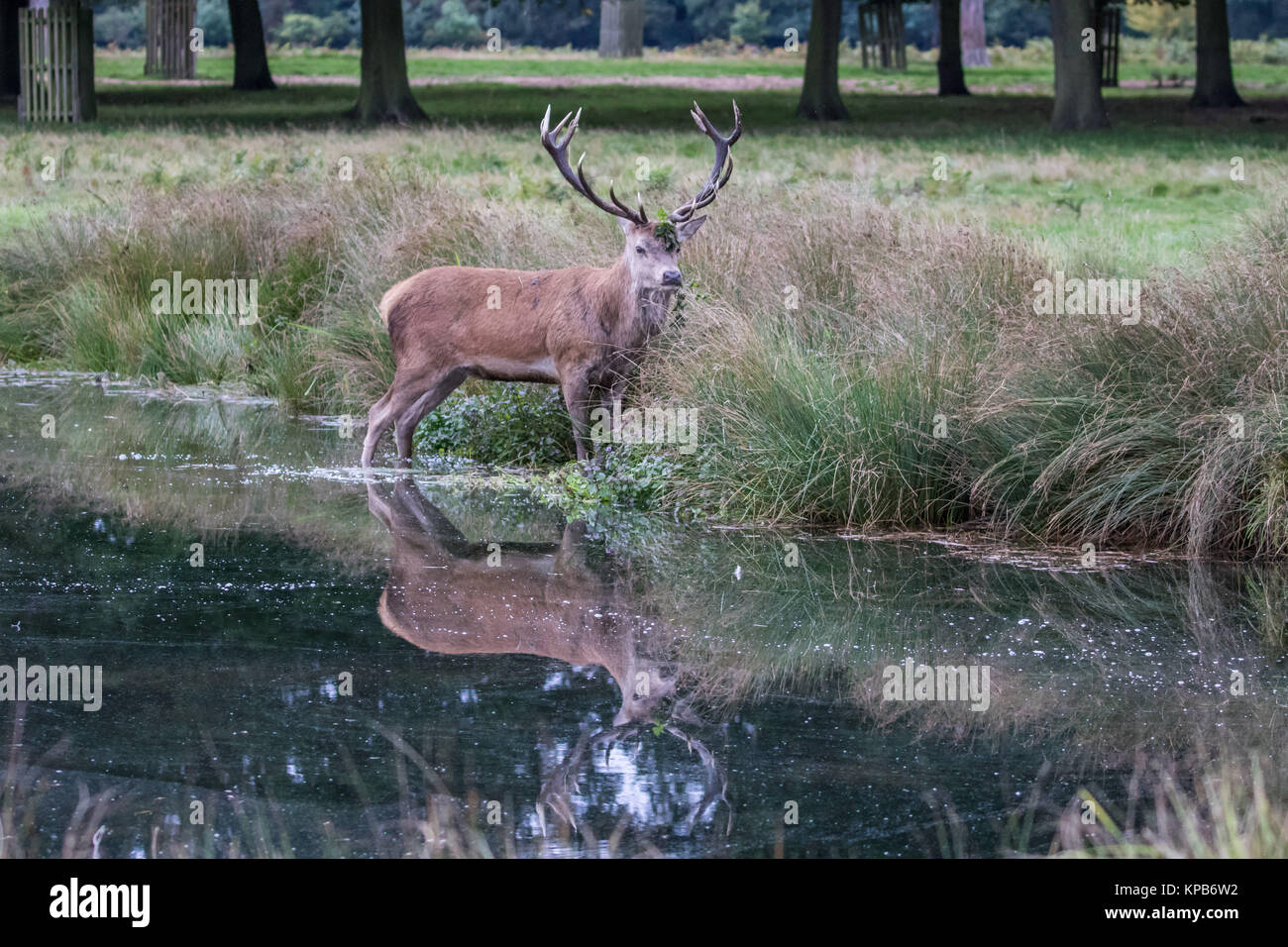 Stag in water High Resolution Stock Photography and Images - Alamy