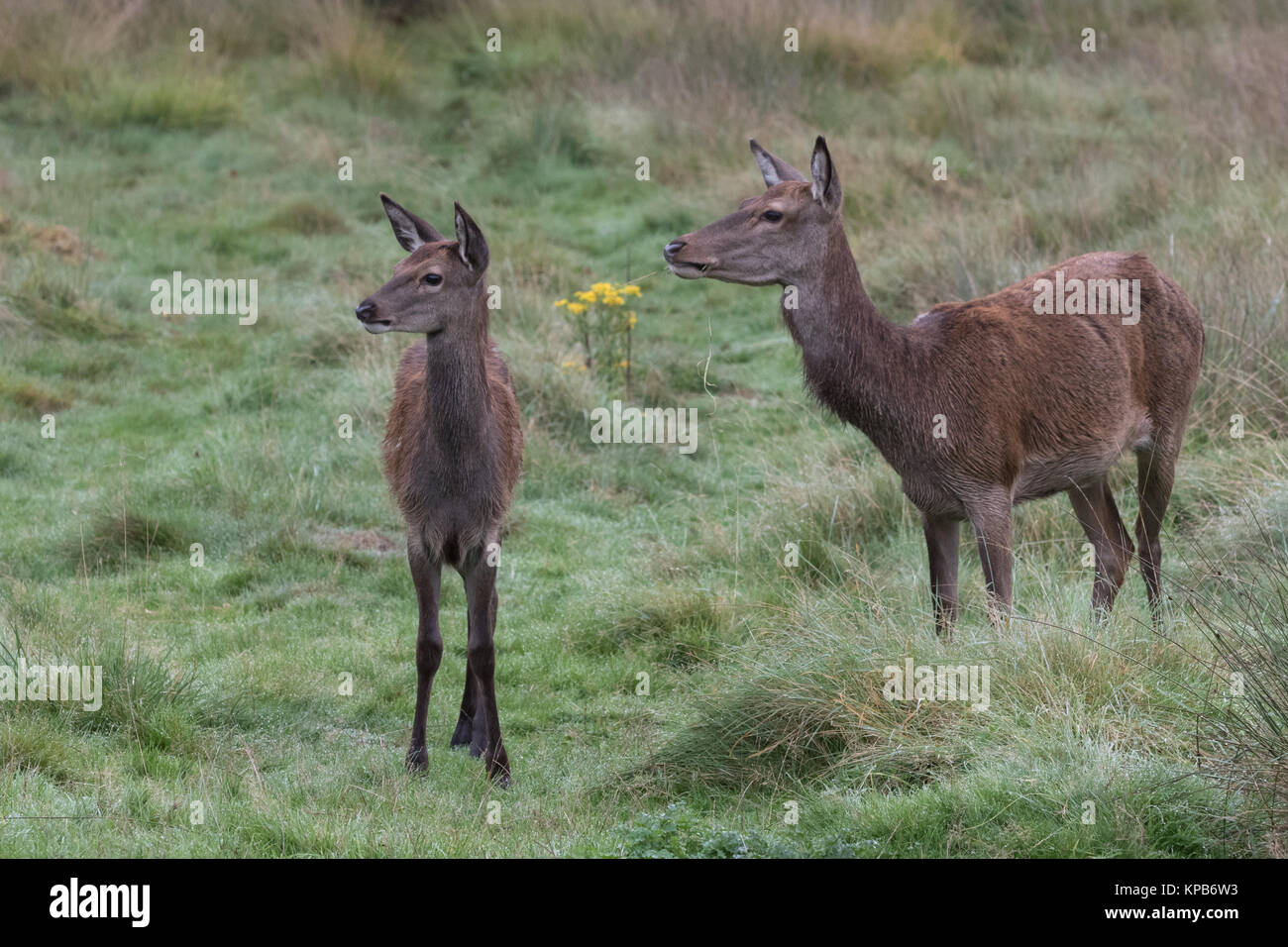 Two hinds hi-res stock photography and images - Alamy